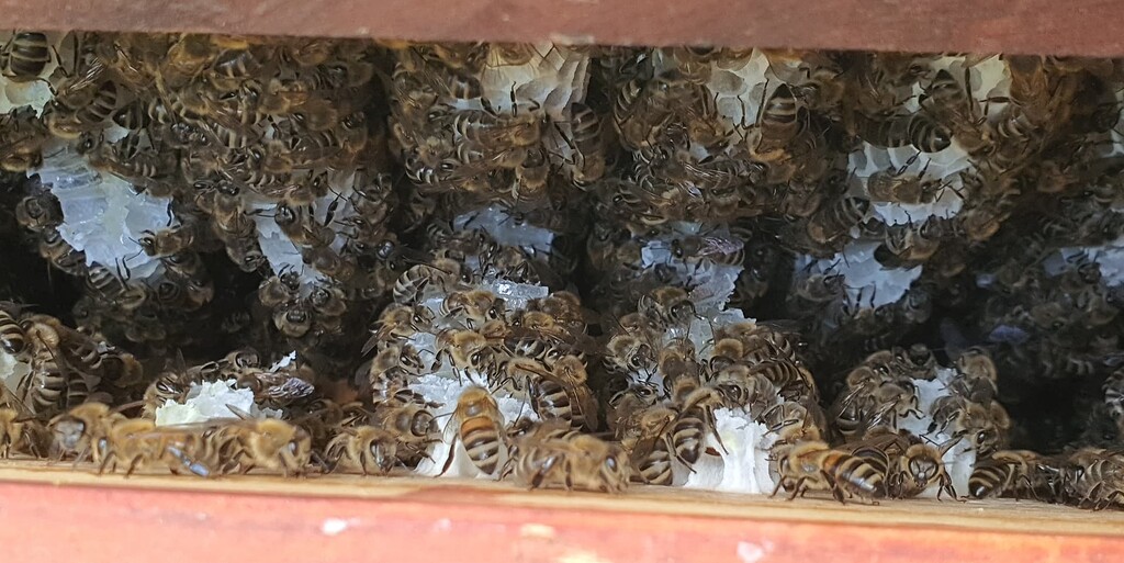 Waben an Rückwand - Bienenkiste - Mellifera Diskussionsforum